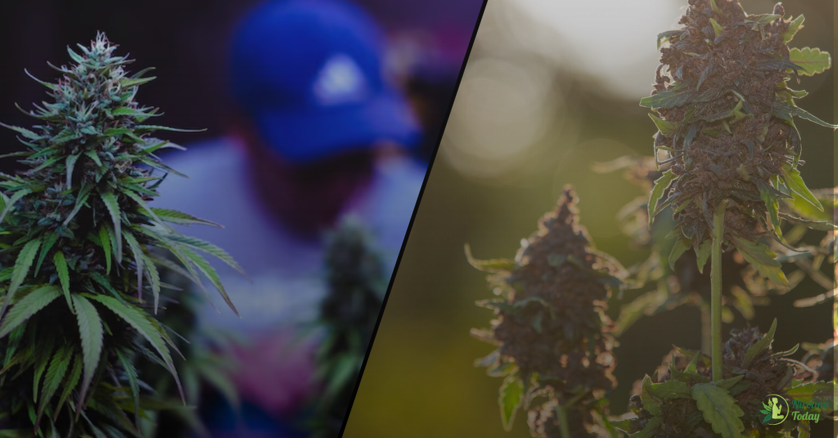 THCA Flower vs THC Flower: What is the Difference?